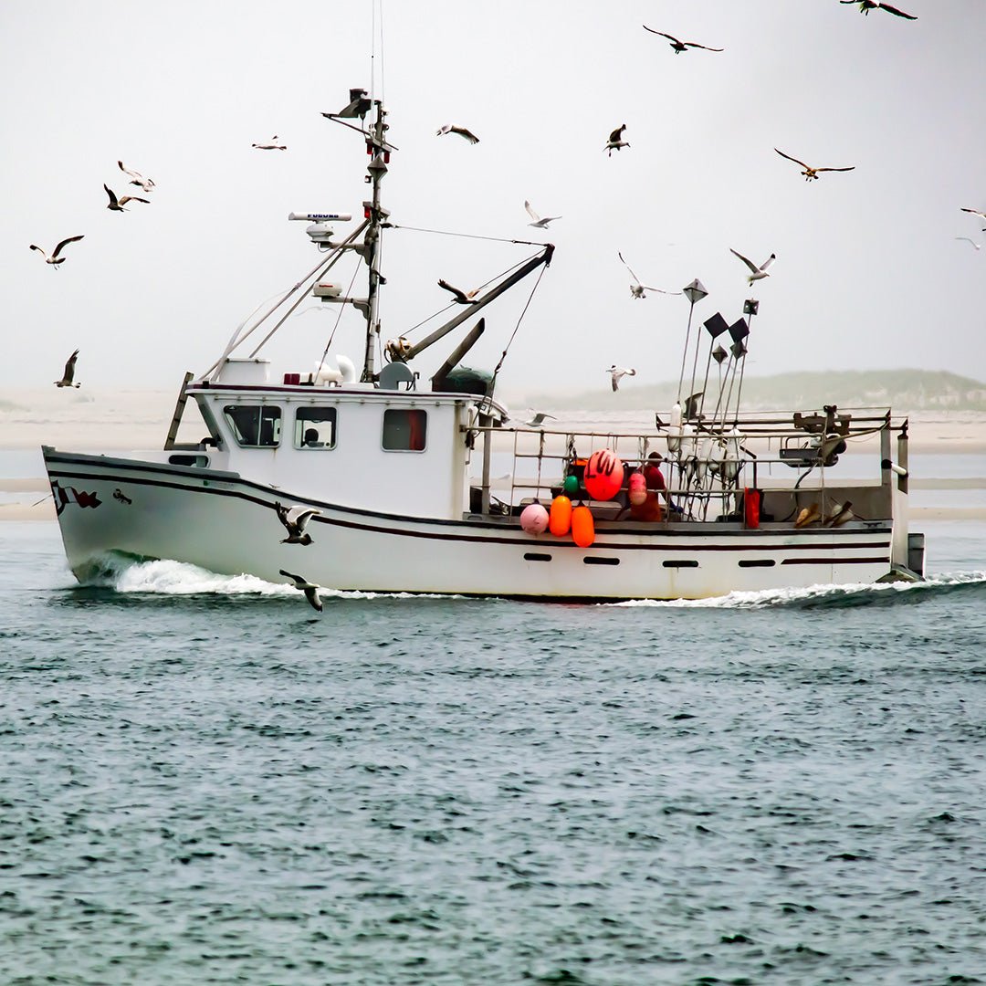 10 lb - 15 lb Live Canadian Lobster